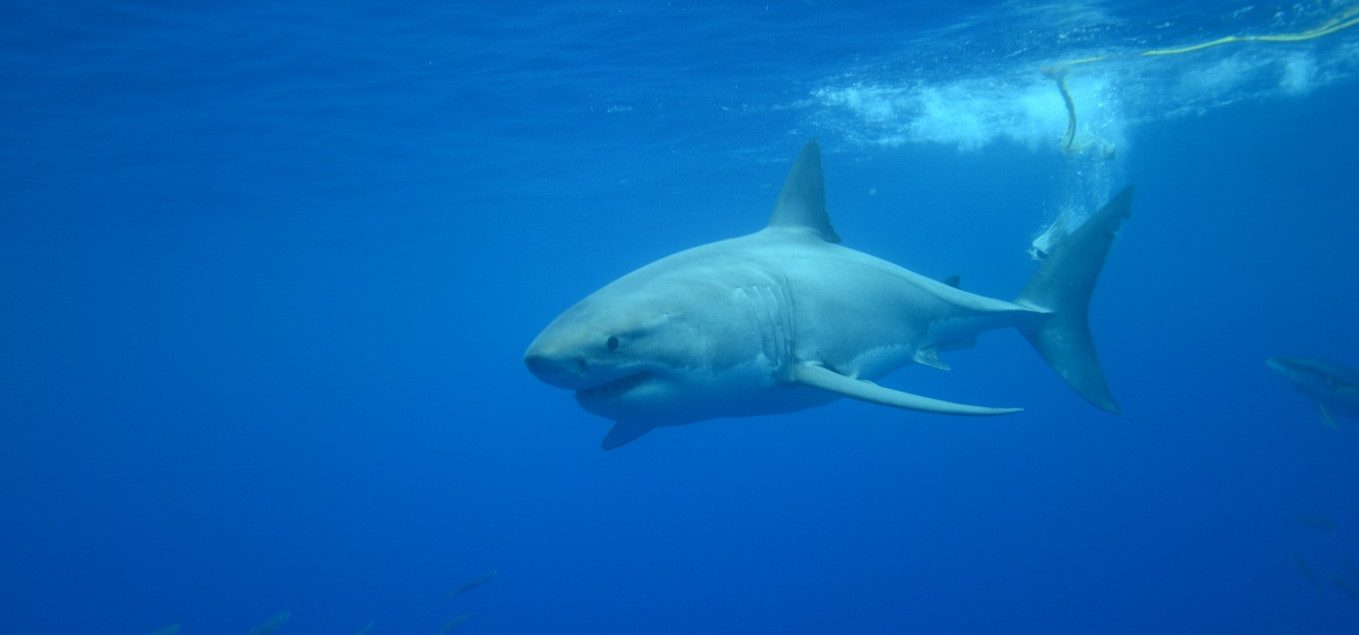The sharks are spectacular! - Nautilus Liveaboards